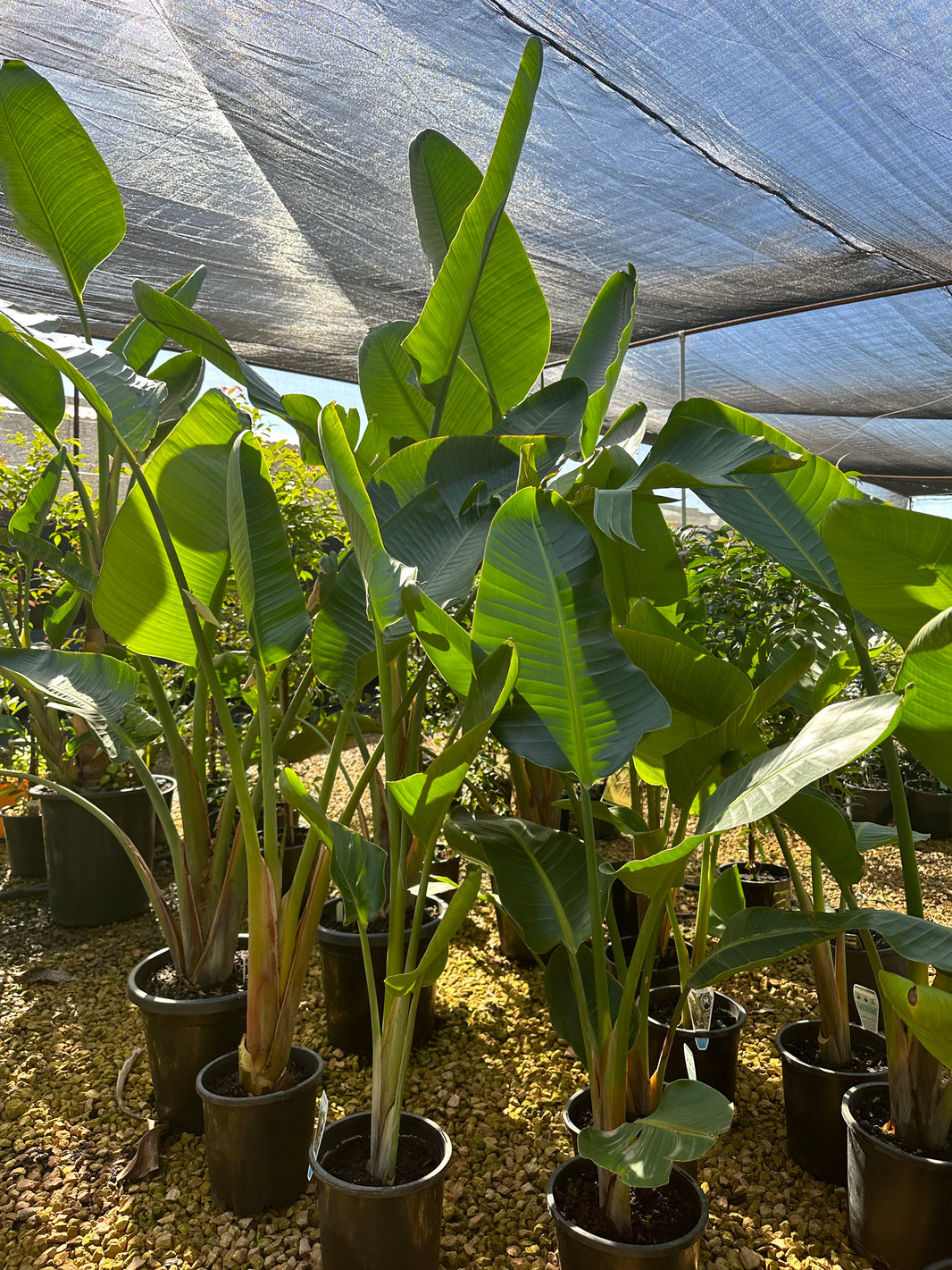 Gill Plant Nursery Mildura